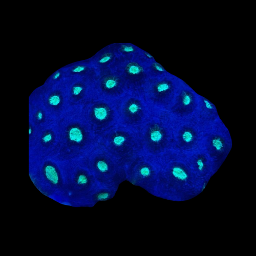 Alien Eye Chalice Coral – PopCorals