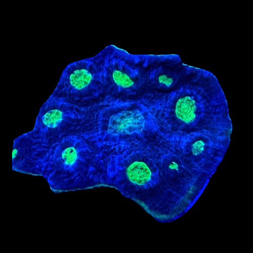 Alien Eye Chalice Coral – PopCorals