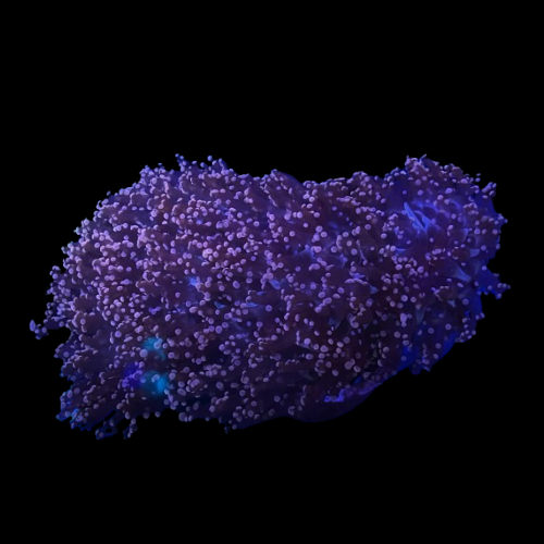 Pink FrogSpawn ($89.99 A Head) – PopCorals