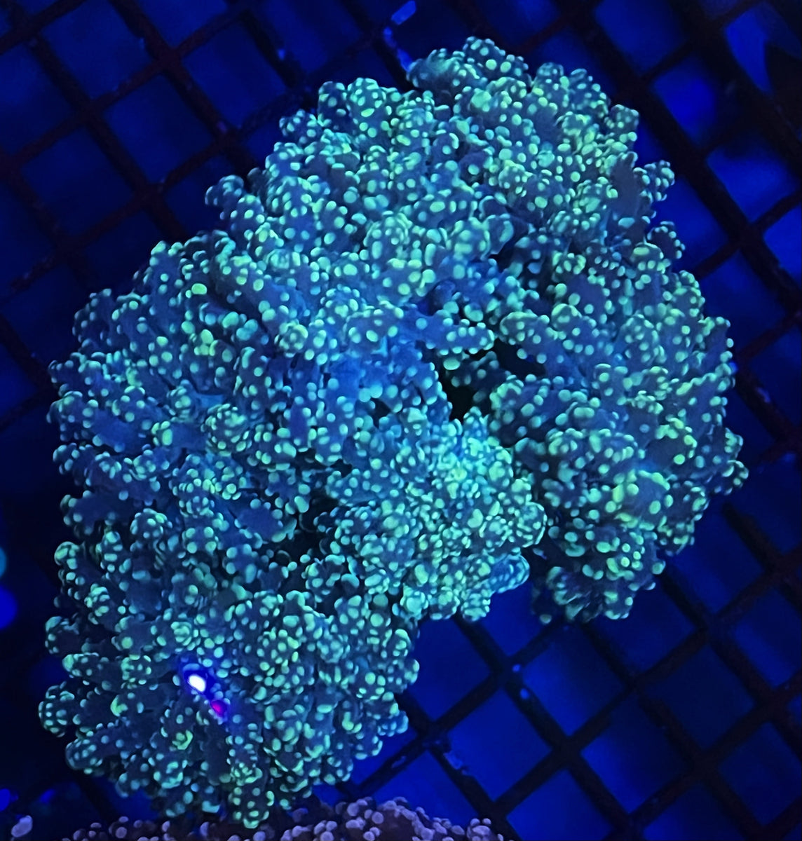 Green FrogSpawn ($74.99 A Head) – PopCorals